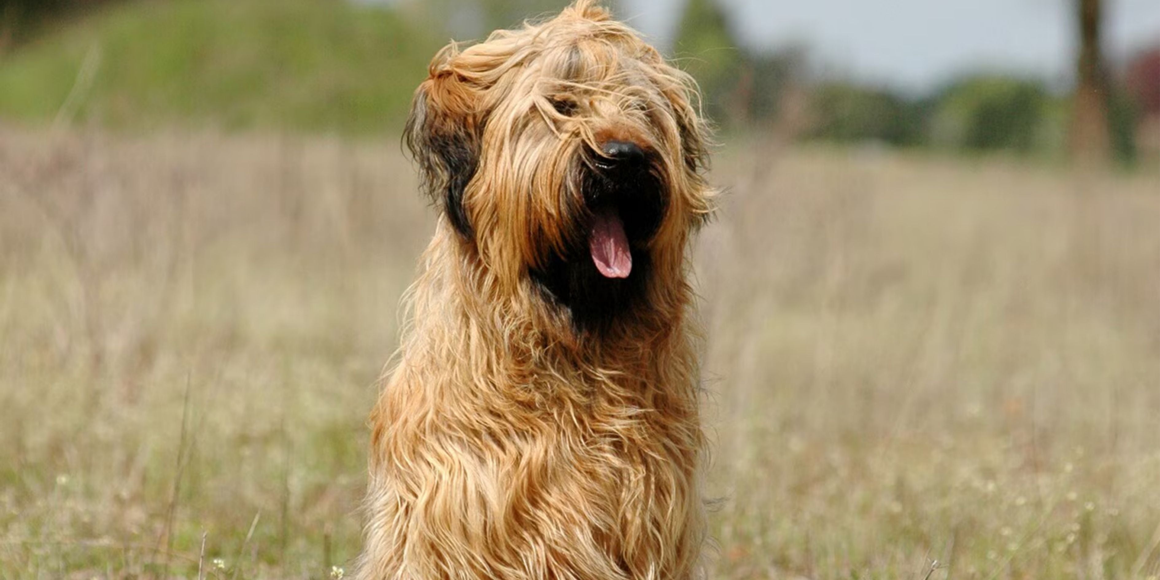 Briard – Plush Puppy NZ