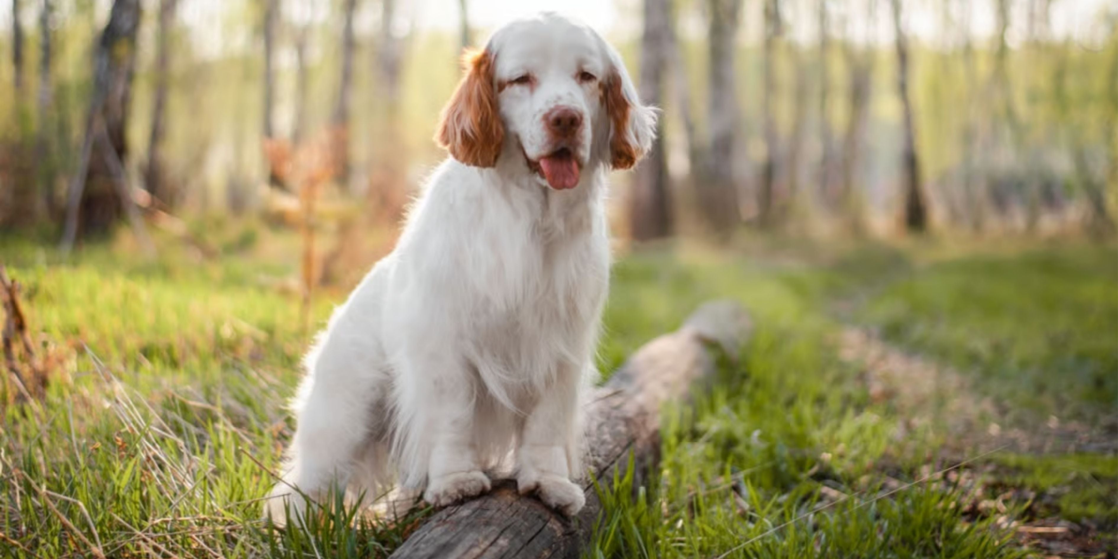 Clumber Spaniel – Plush Puppy NZ