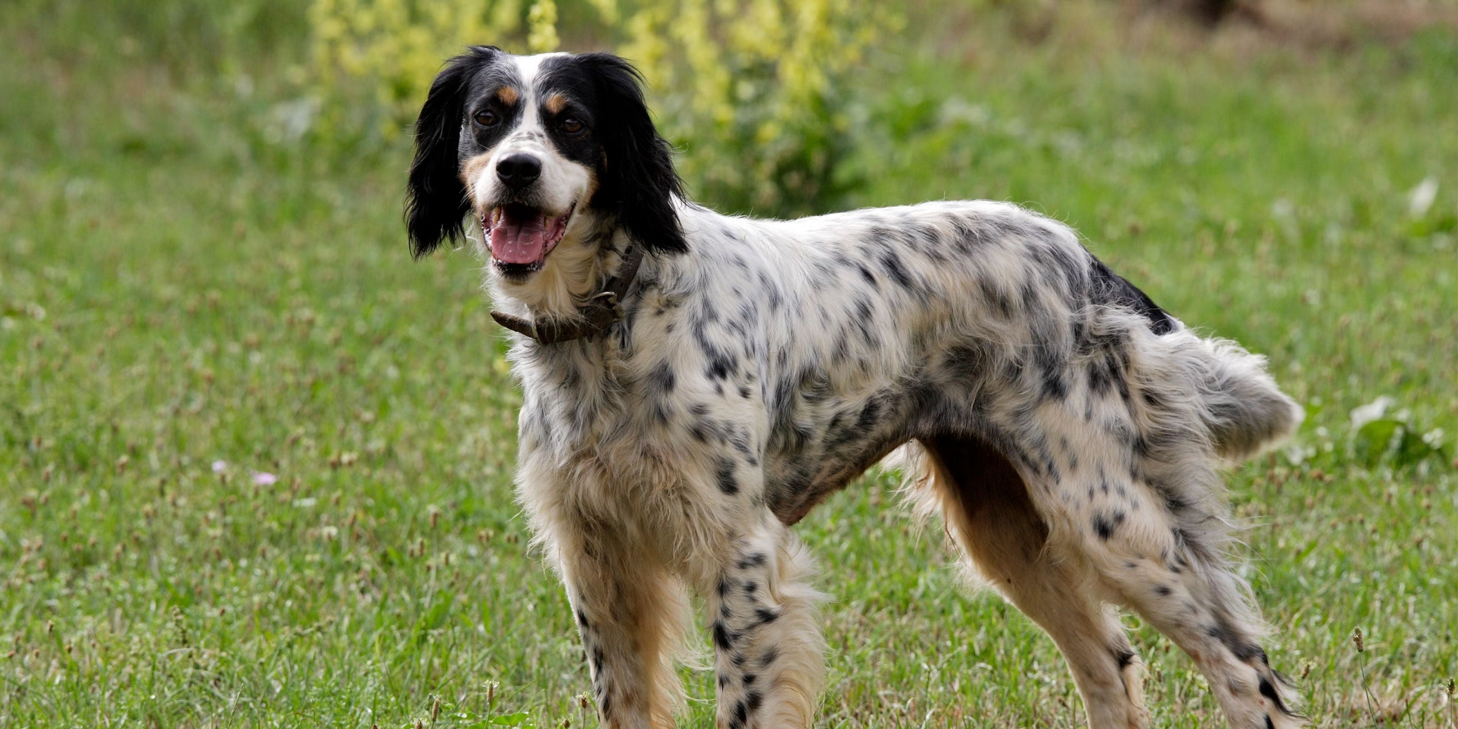 English Setter – Plush Puppy NZ