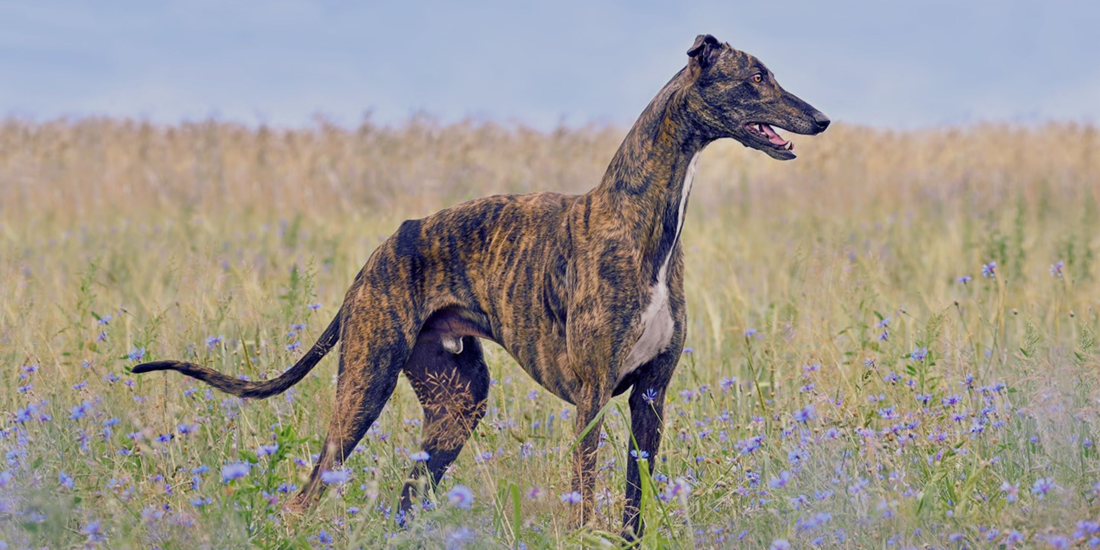 Greyhound – Plush Puppy NZ
