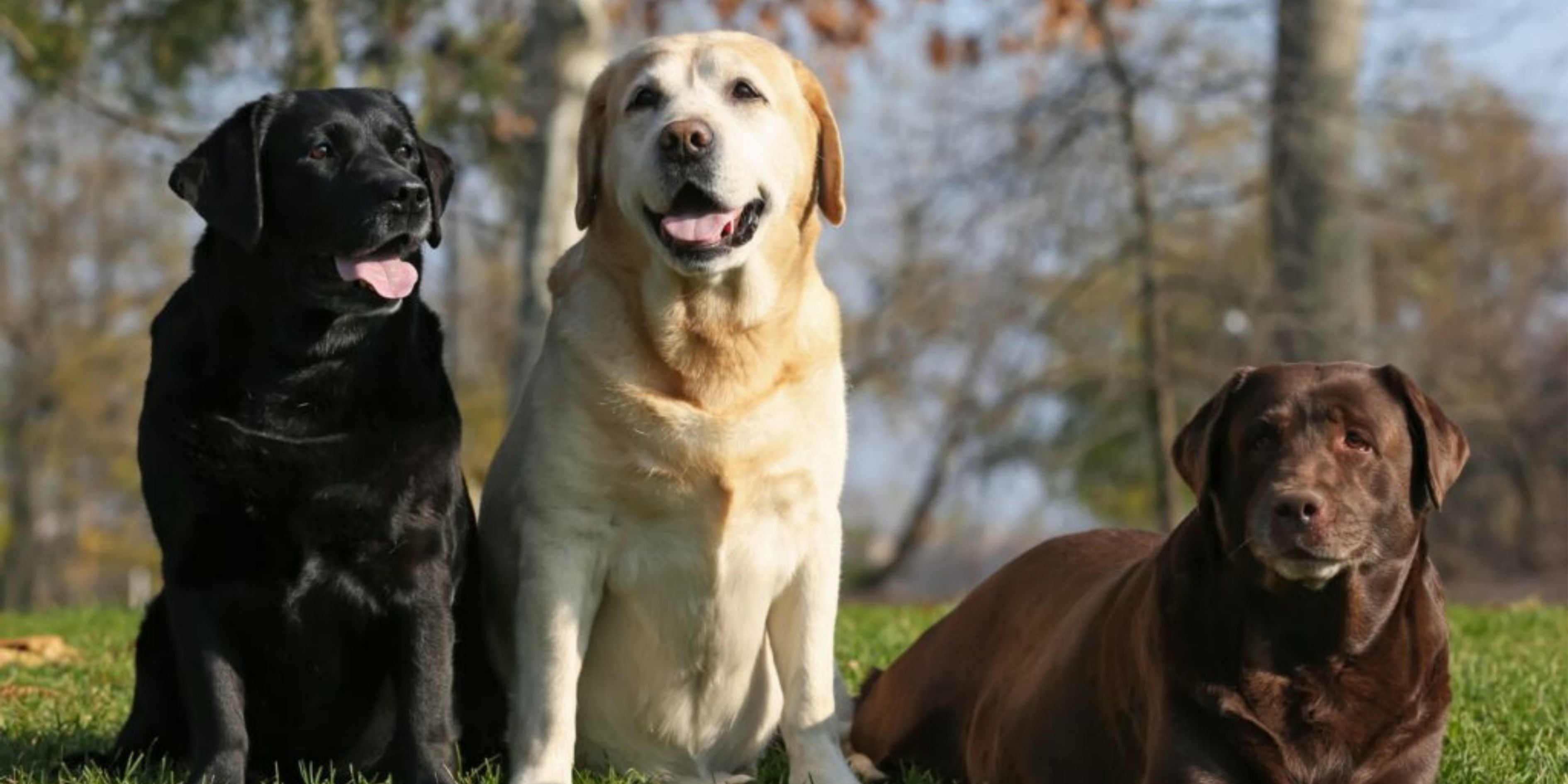 Labrador – Plush Puppy NZ