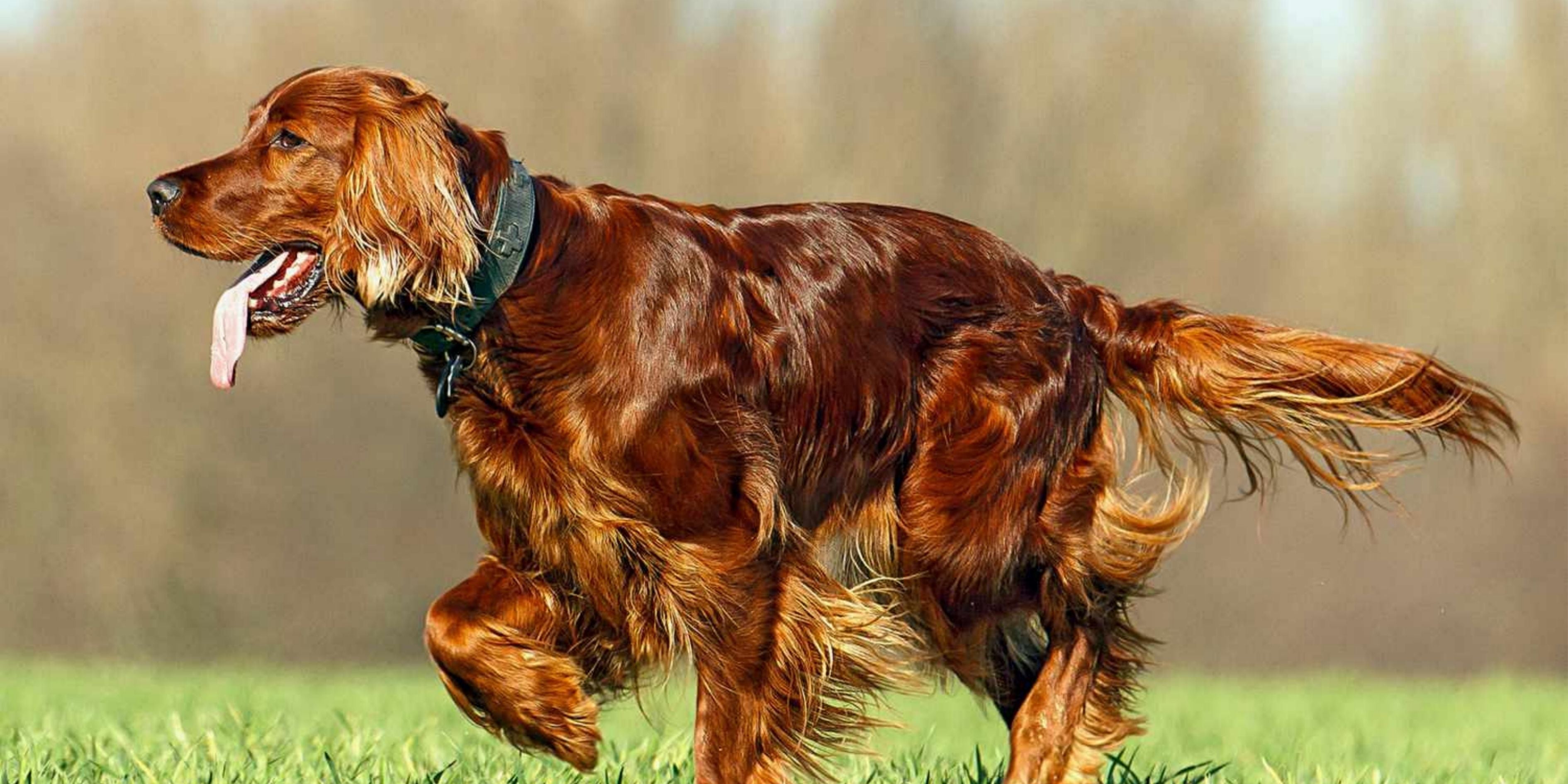 Irish Setter – Plush Puppy NZ