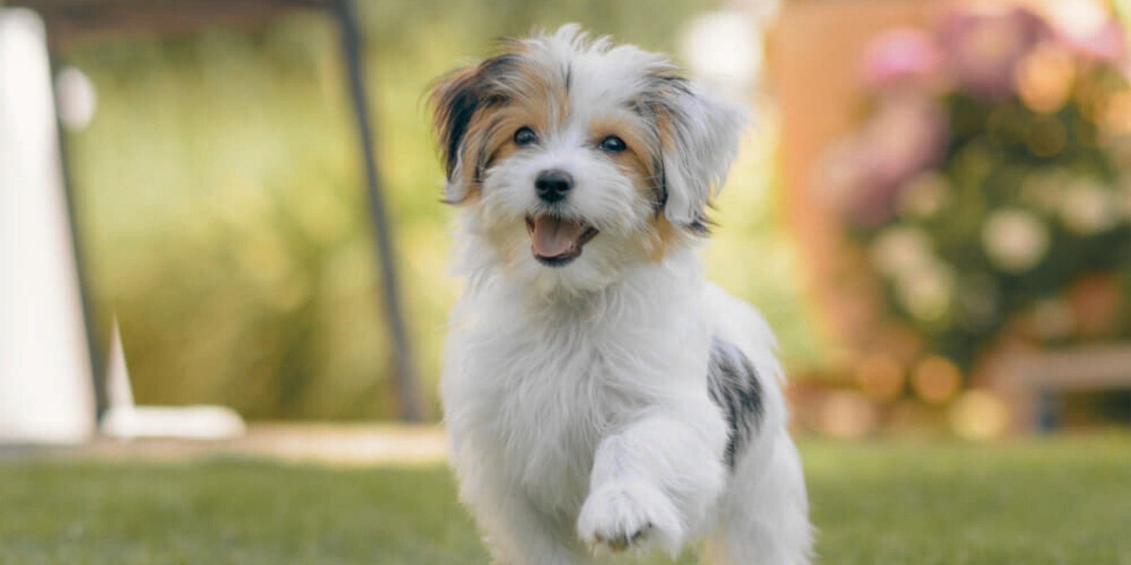 Maltese – Plush Puppy NZ