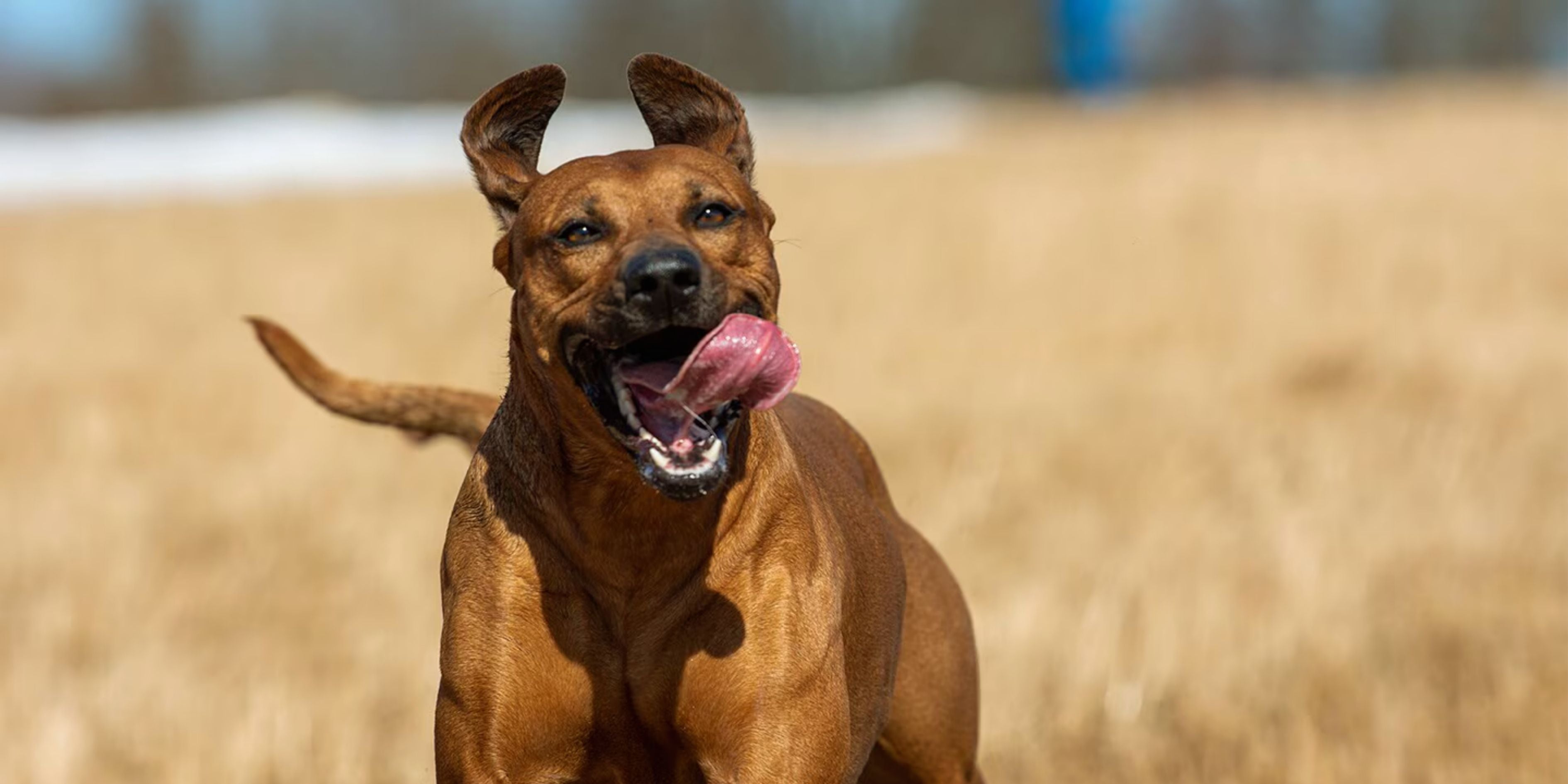 Rhodesian Ridgeback – Plush Puppy NZ